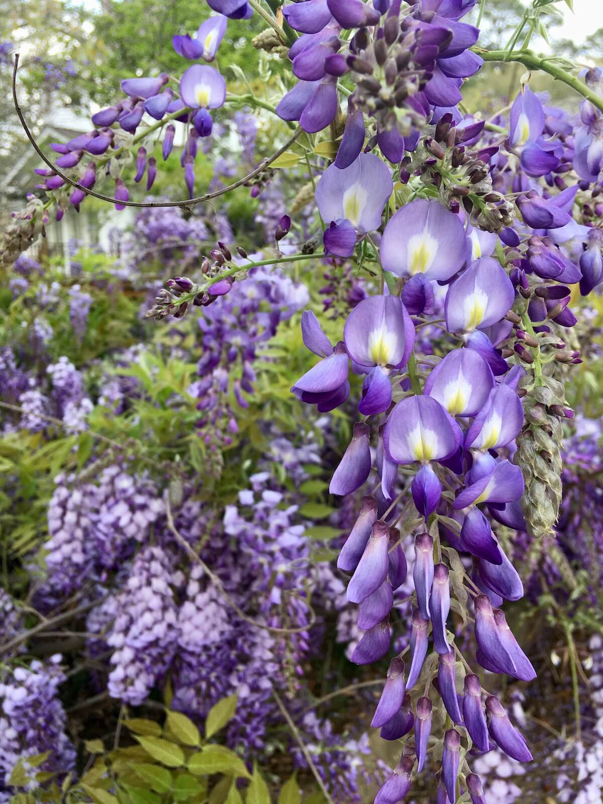 Behind The Seams: The Story of Our Wisteria Print – Club L London - CA